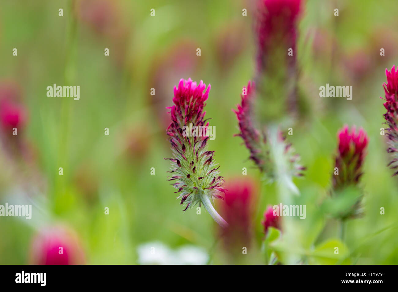 Garden red clover lawn hi-res stock photography and images - Alamy