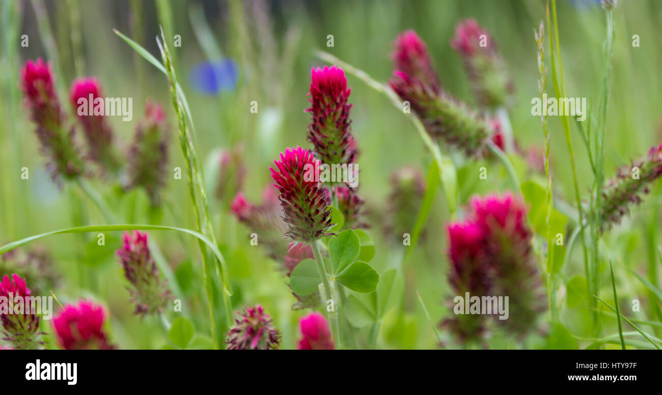 Garden red clover lawn hi-res stock photography and images - Alamy