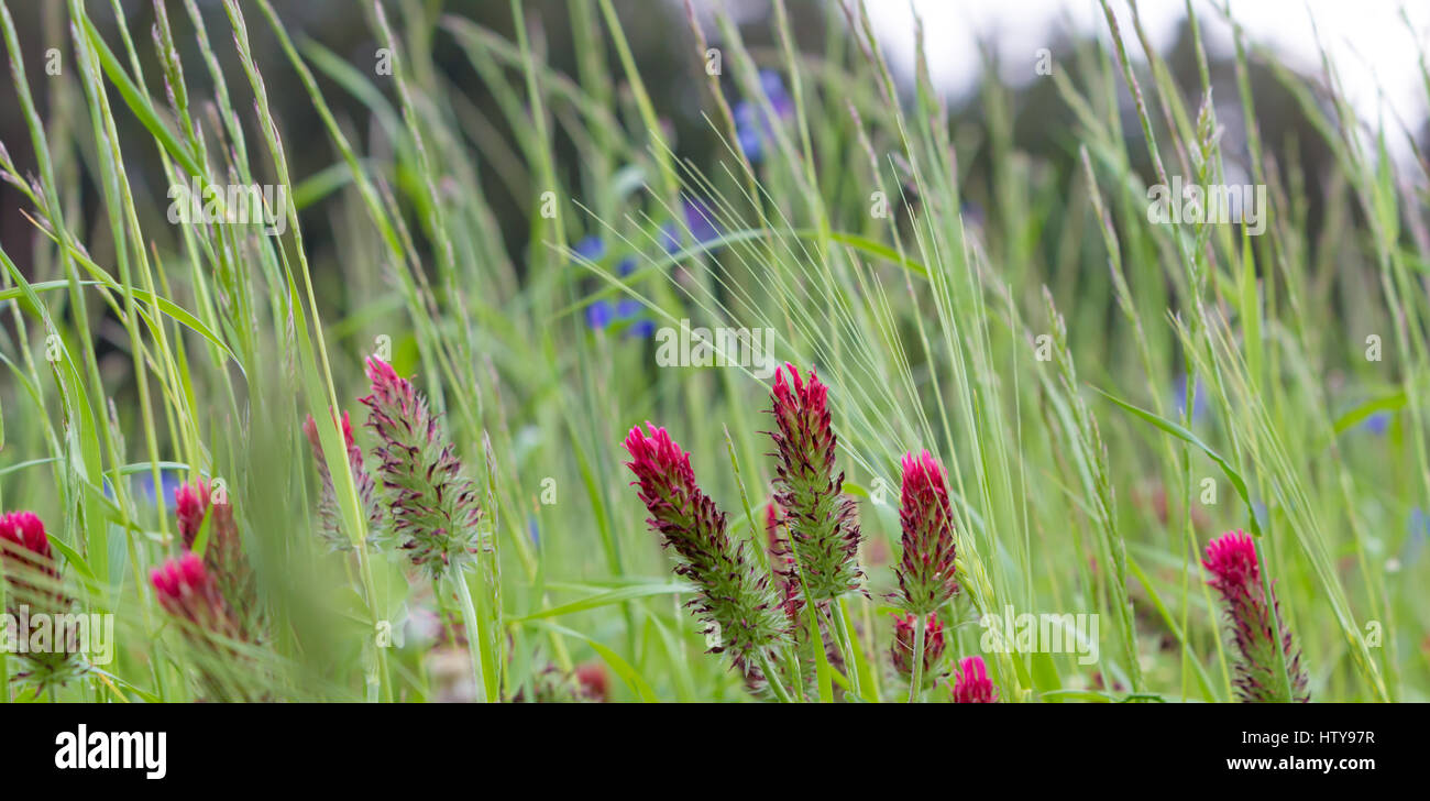 Garden red clover lawn hi-res stock photography and images - Alamy
