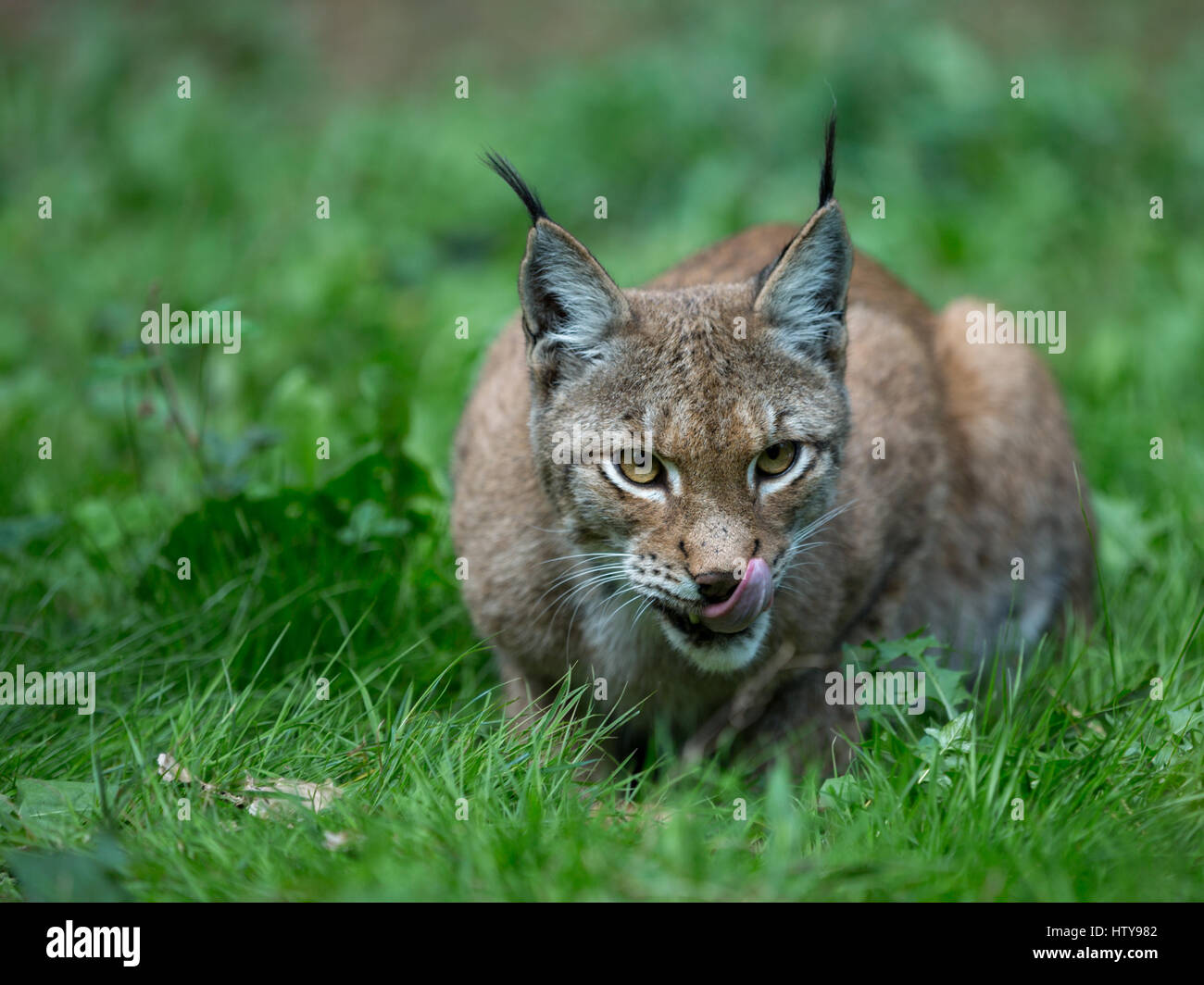Felis luchs lynx hi-res stock photography and images - Alamy
