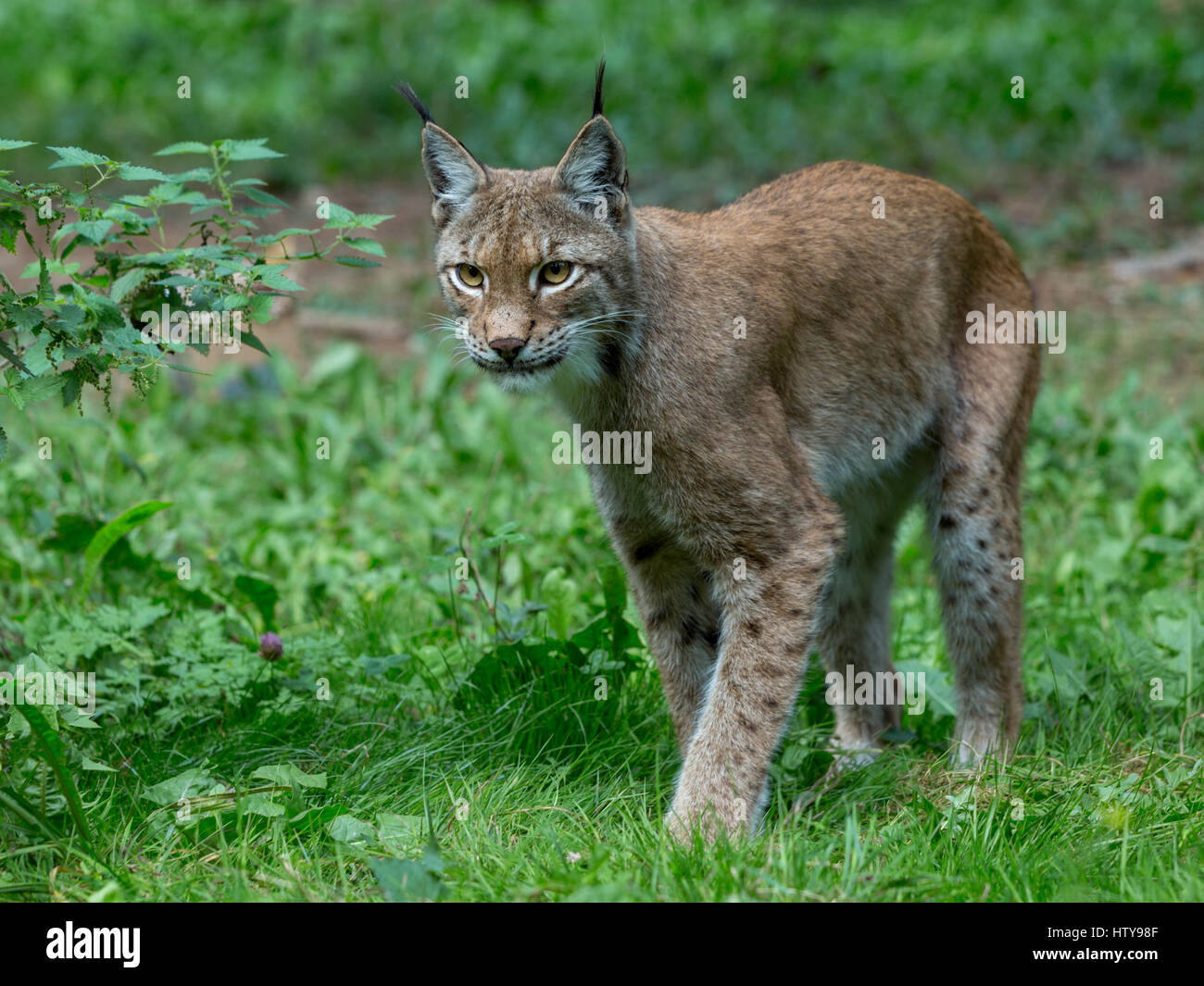 Eurasian lynx wildlife park hi-res stock photography and images - Alamy