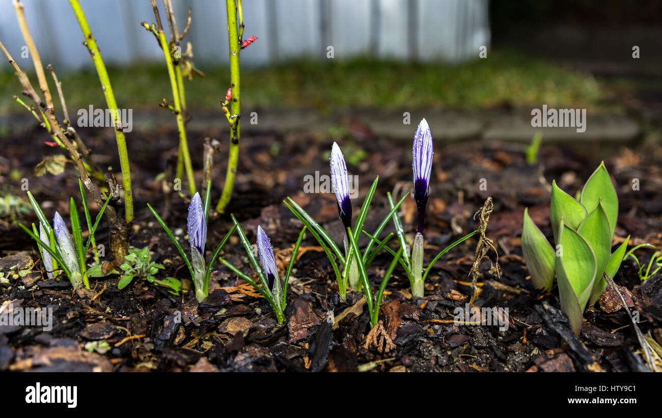 Garden crocus light hi-res stock photography and images - Alamy