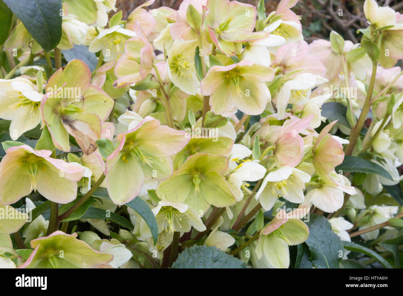 Helleborus x nigercors 'Ice Breaker' Stock Photo - Alamy