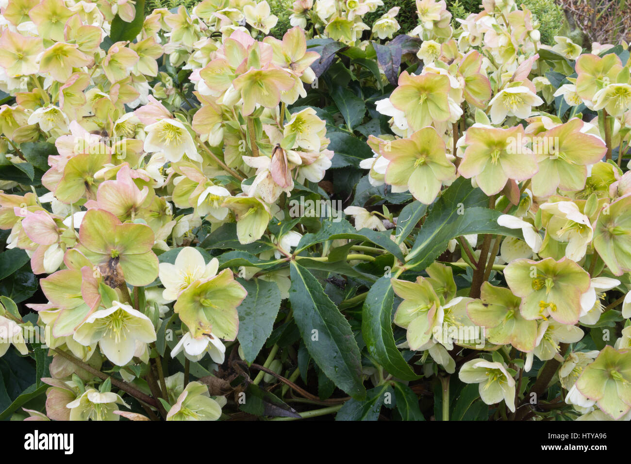 Helleborus x nigercors 'Ice Breaker' Stock Photo - Alamy