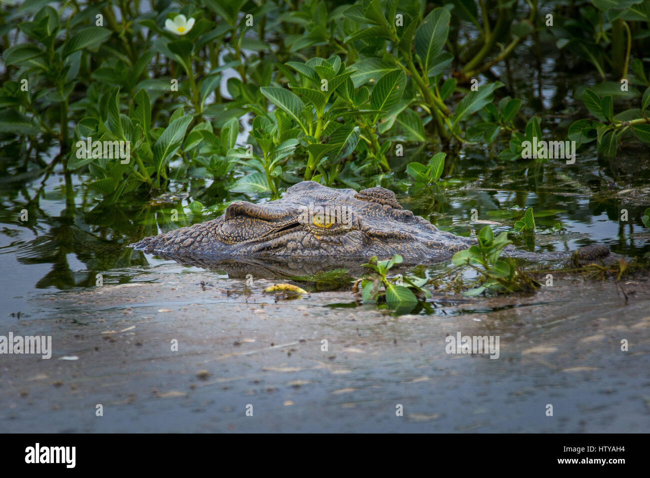 Saltwater Crocodile (Crocodylus porosus Stock Photo - Alamy