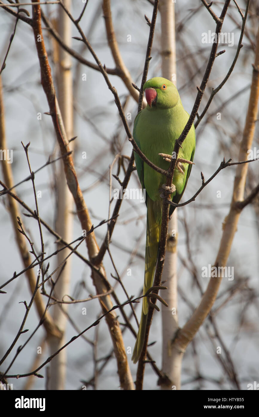 Green Ring-necked Parakeet (Psittacula krameri) bird (parrot) with red ...