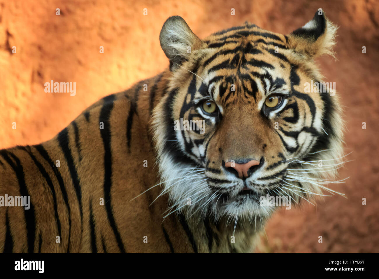 A portrait of a Sumatran Tiger in a zoo Stock Photo - Alamy