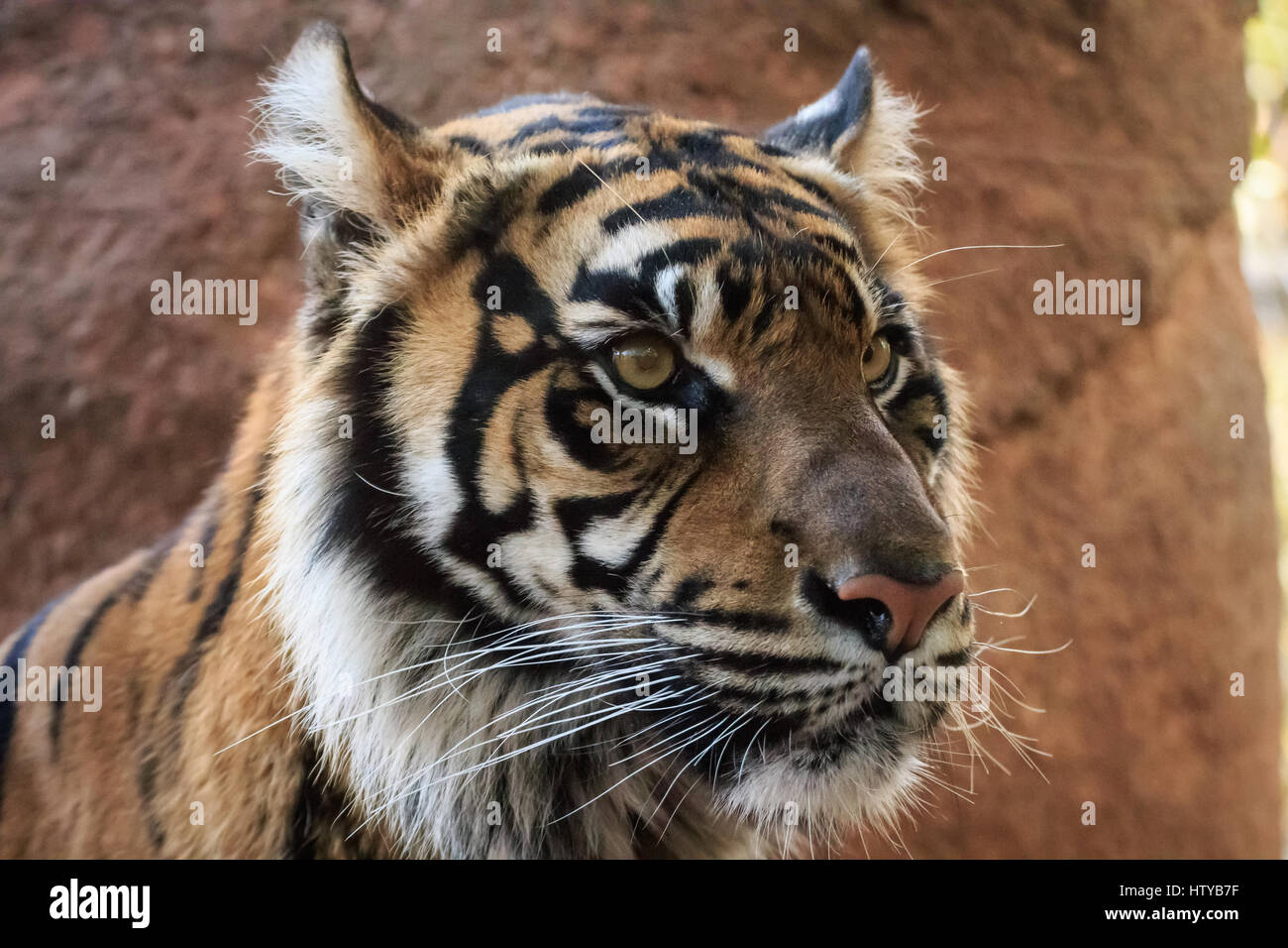 A portrait of a Sumatran Tiger in a zoo Stock Photo - Alamy