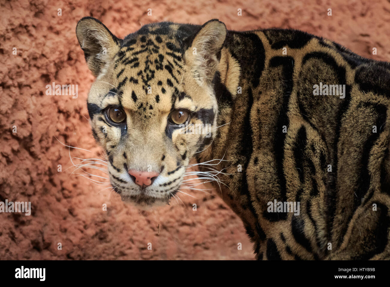 Clouded leopard in captivity hi-res stock photography and images - Alamy