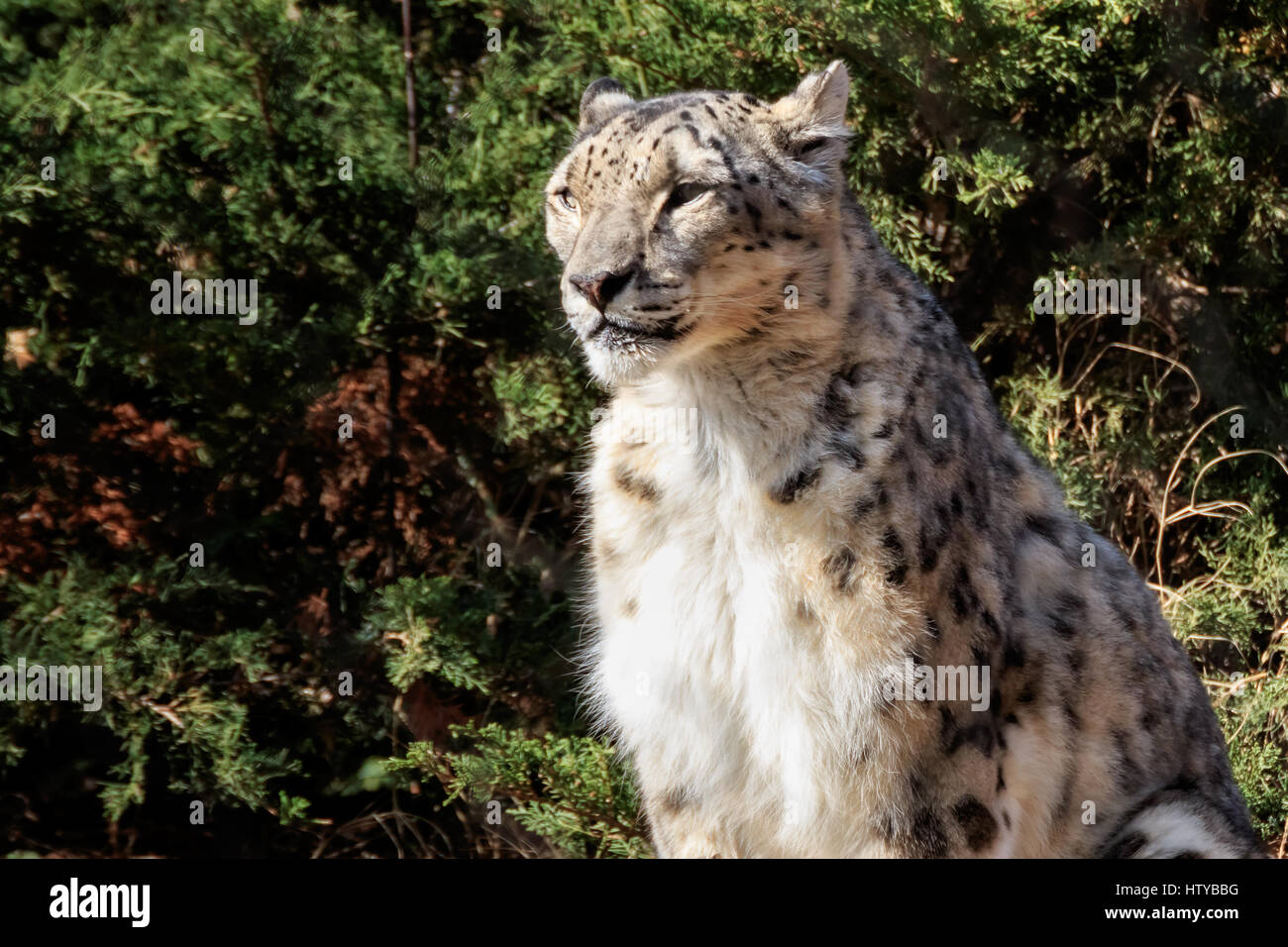 Snowy Leopard High Resolution Stock Photography and Images - Alamy
