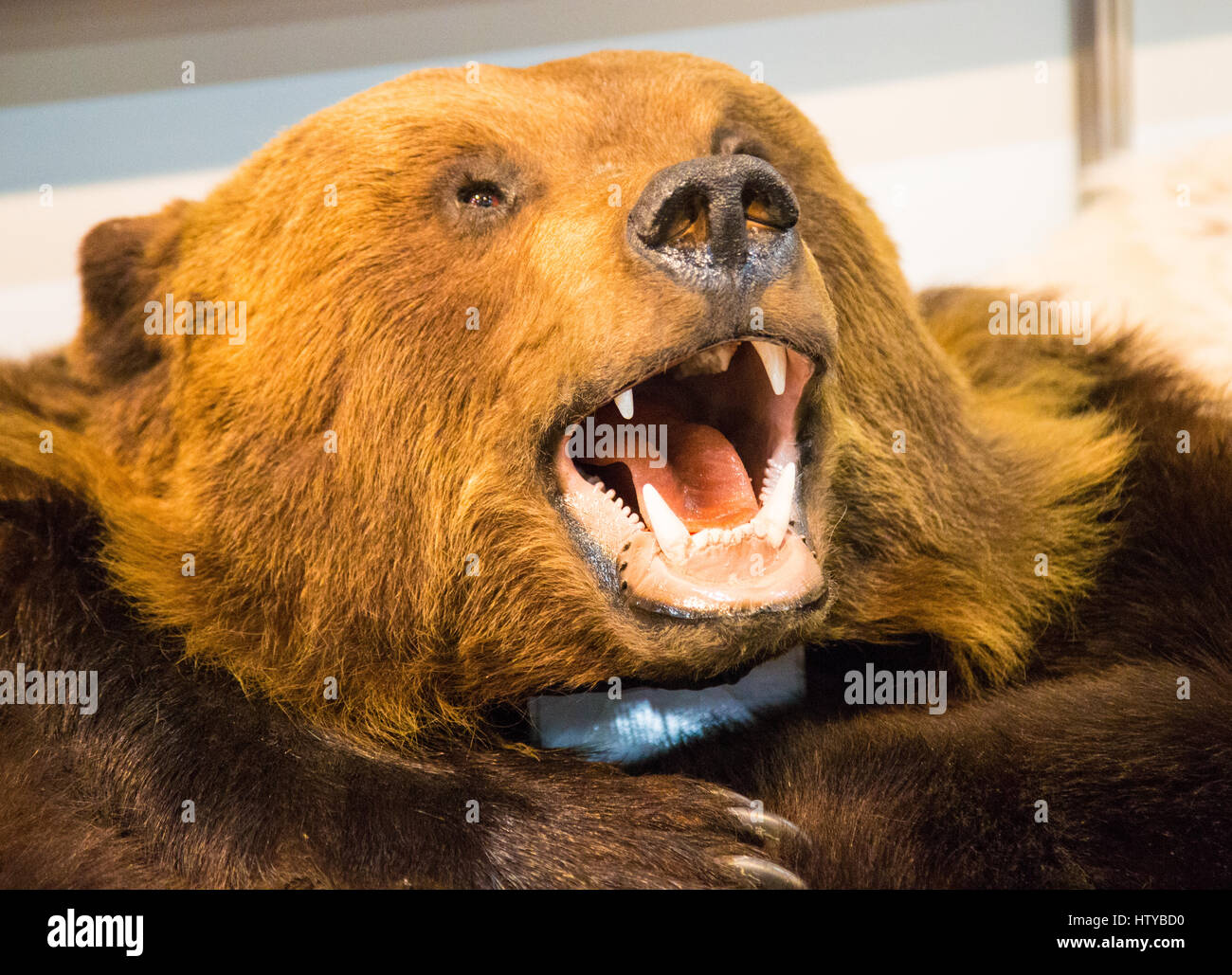 Bear's head with bared teeth ,scarecrow Stock Photo - Alamy
