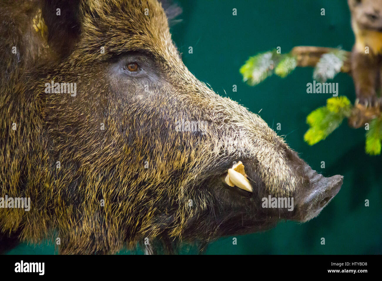 Head of a wild boar with fangs Stock Photo - Alamy