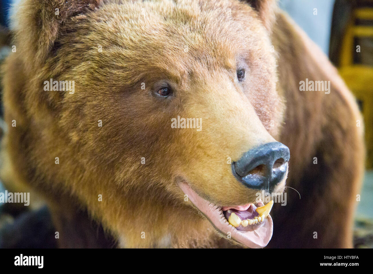 Bear's head with bared teeth ,scarecrow Stock Photo - Alamy