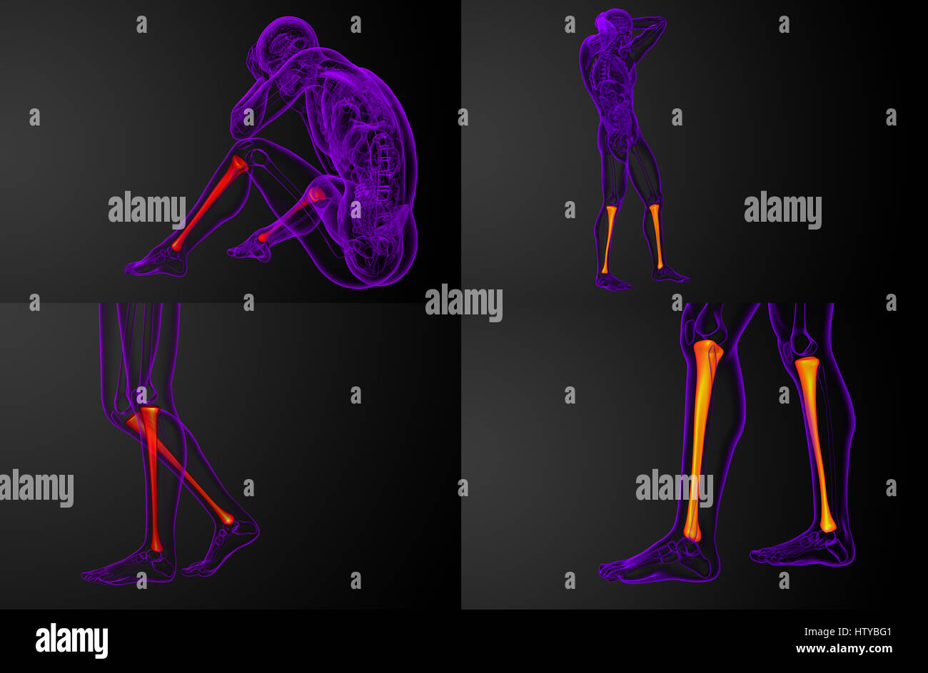 3d rendering medical illustration of the tibia bone Stock Photo - Alamy