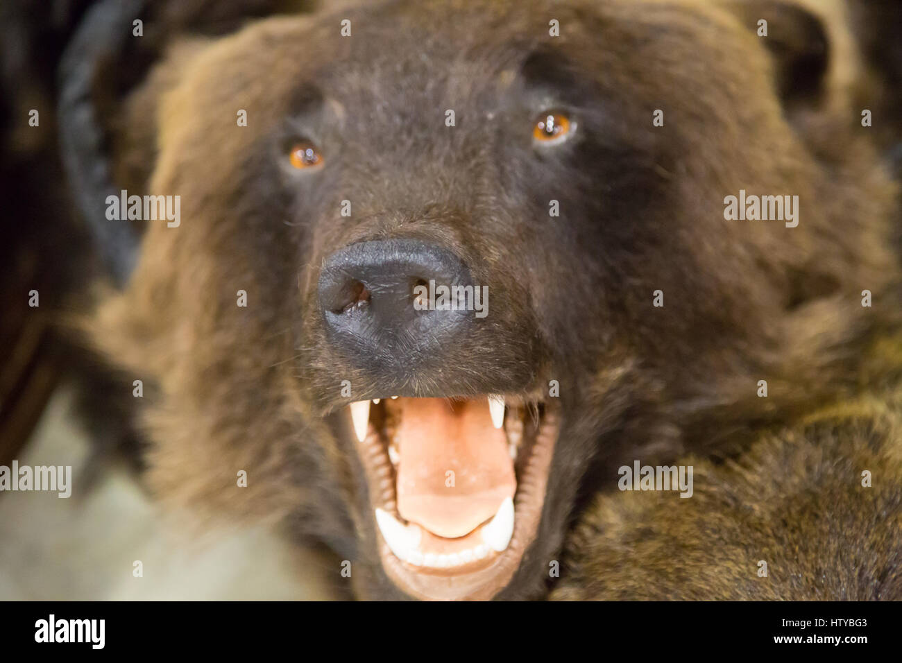 Bear's head with bared teeth , scarecrow Stock Photo - Alamy