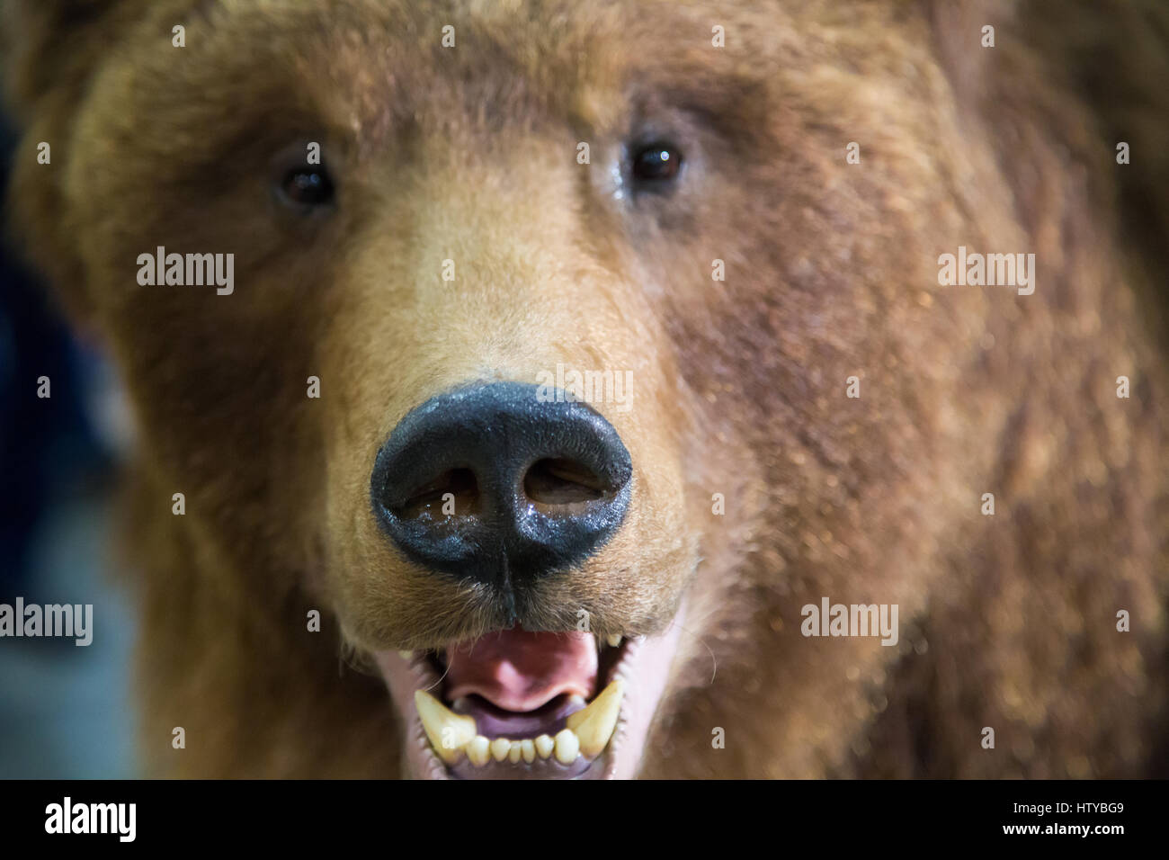 Bear's head with bared teeth Stock Photo - Alamy