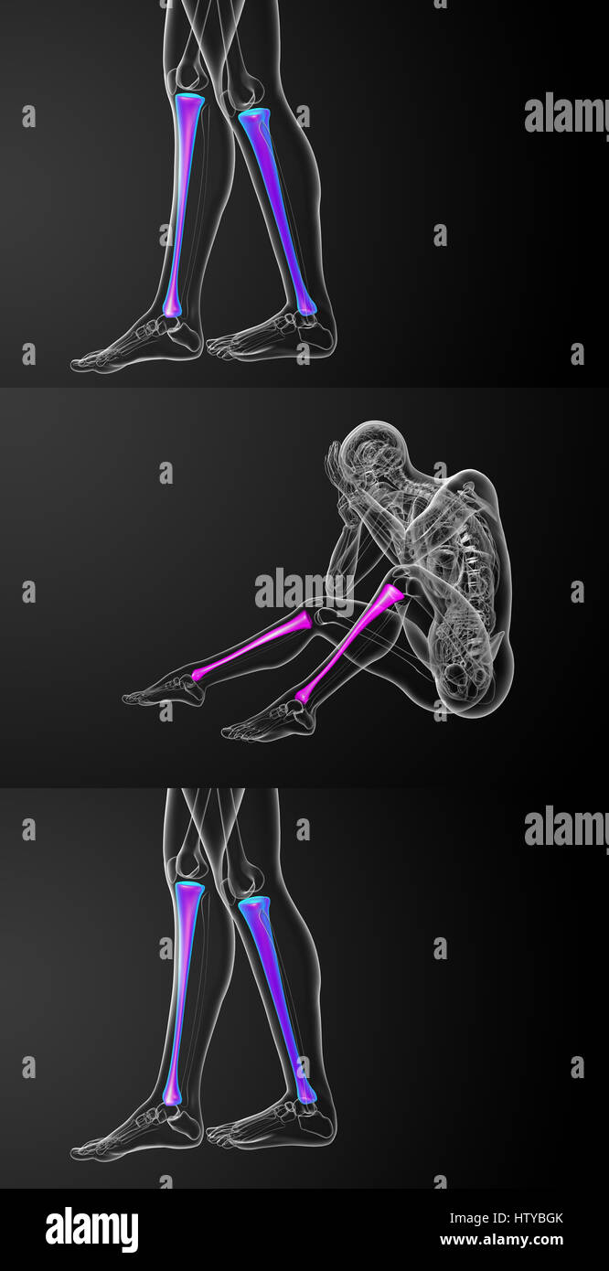 3d rendering medical illustration of the tibia bone Stock Photo - Alamy