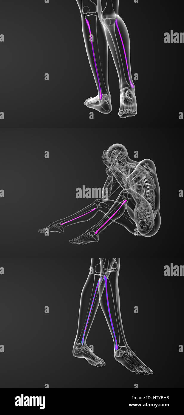 3d rendering medical illustration of the fibula bone Stock Photo - Alamy