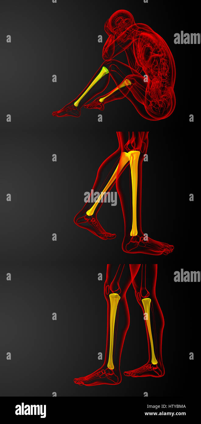 3d rendering medical illustration of the tibia bone Stock Photo - Alamy