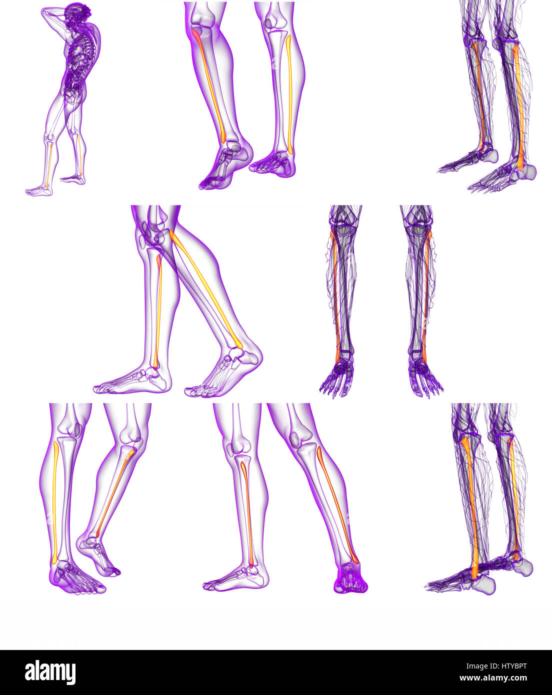 3d rendering medical illustration of the fibula bone Stock Photo - Alamy