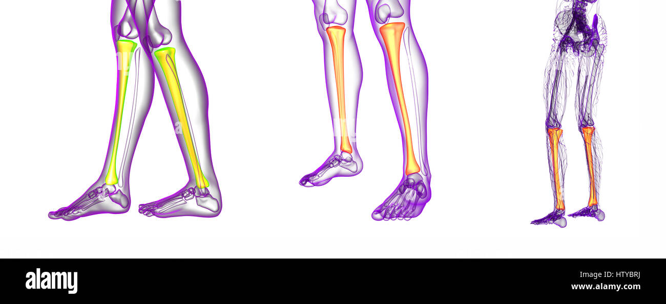 3d rendering medical illustration of the tibia bone Stock Photo - Alamy