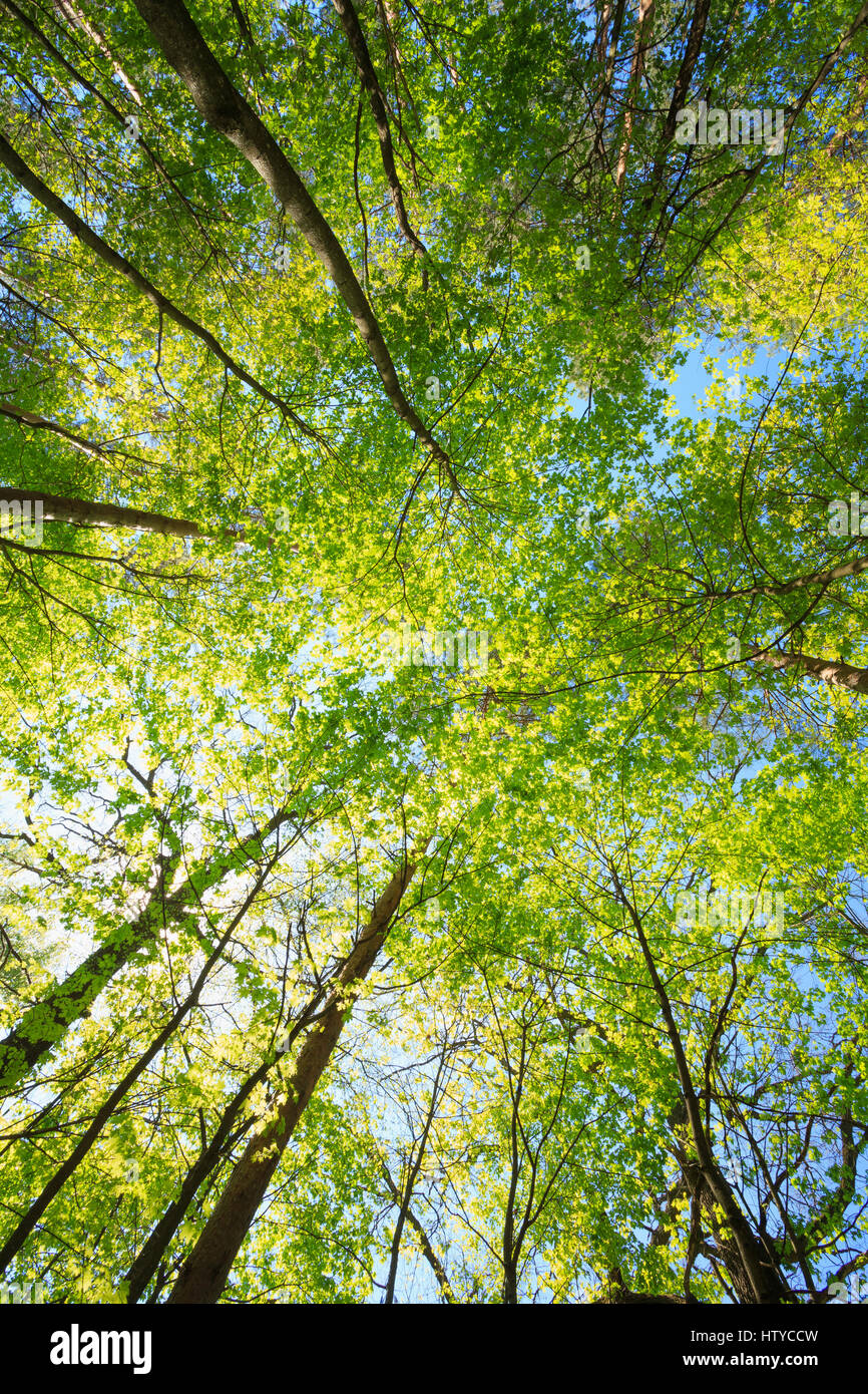Spring Summer Sun Shining Through Canopy Of Tall Maple Trees. Summer ...