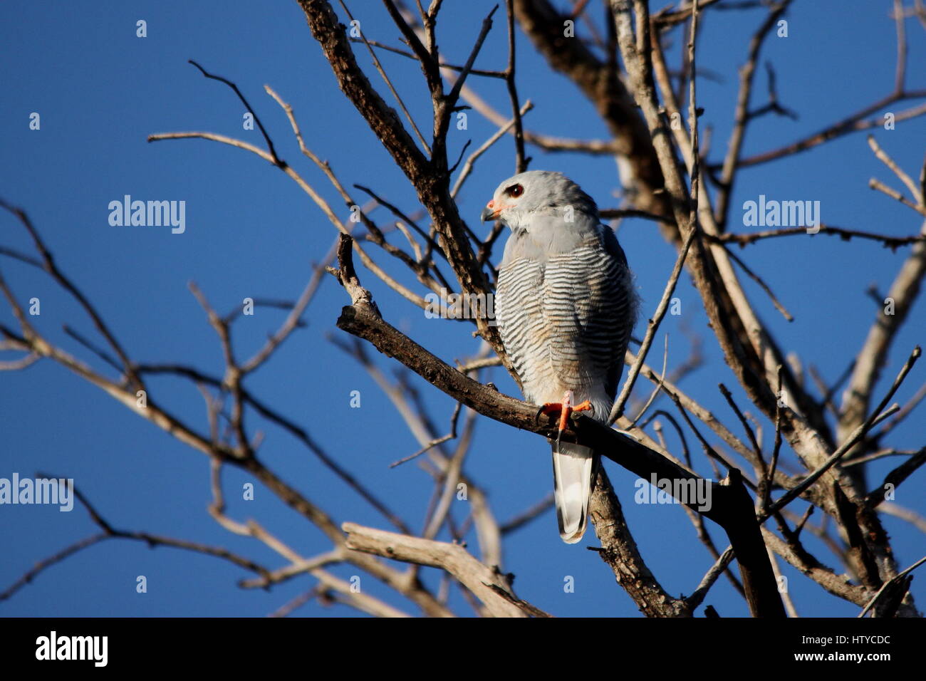Buzzard image landscape format hi-res stock photography and images - Alamy