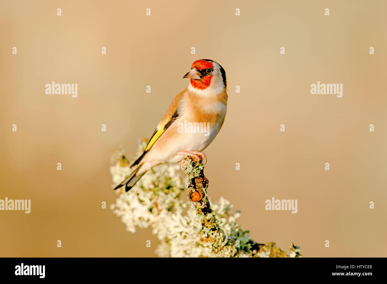 Siskin and chaffinch hi-res stock photography and images - Alamy