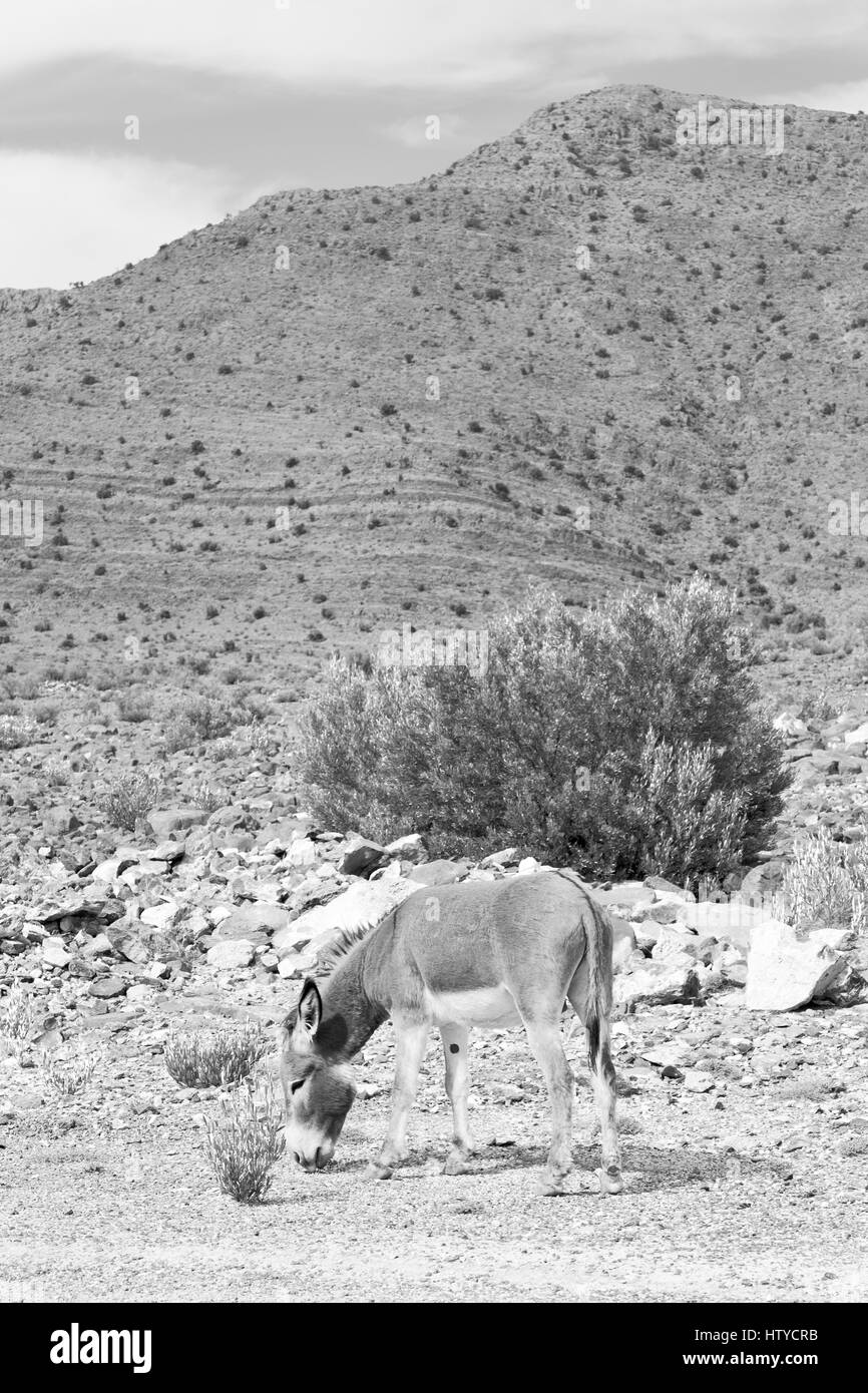 in oman donkey alone near the rock and bush Stock Photo - Alamy