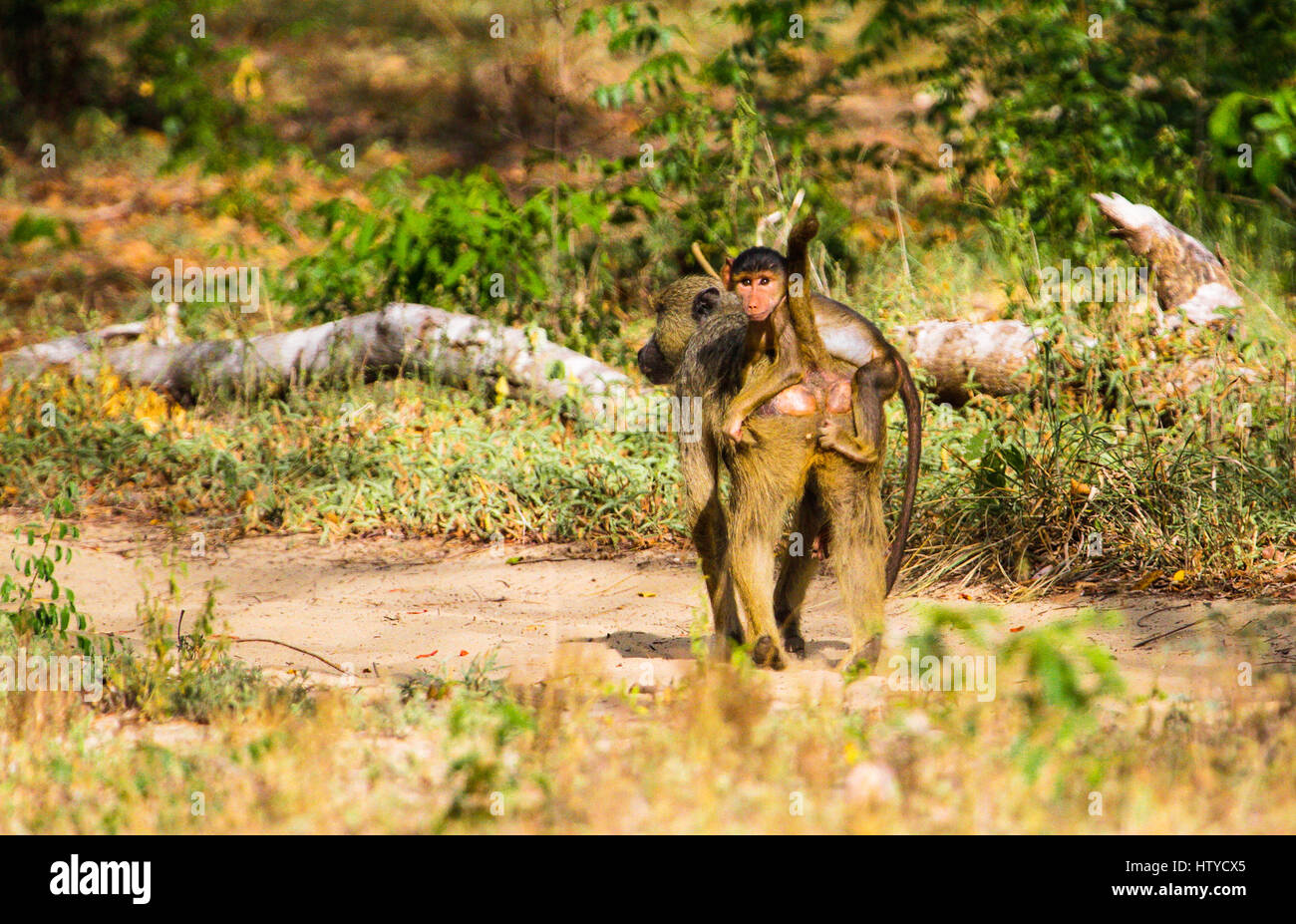 Baboon baby riding on back of his mother. Ararbuko Sokoke forest ...