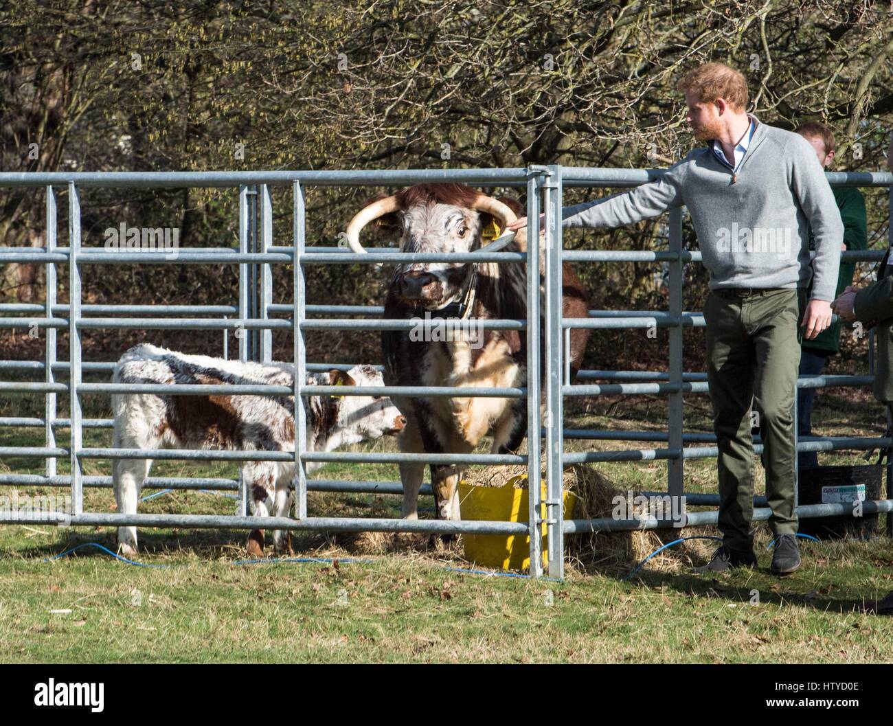 Prince Harry looks at 'Lucky' the English Longhorn cow and 'Ragamuffin ...