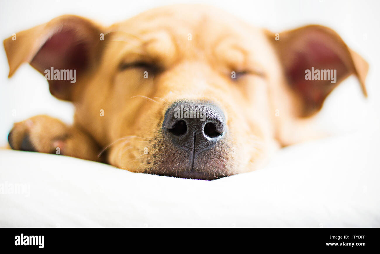 Close-up of a sleeping labrabull dog Stock Photo - Alamy