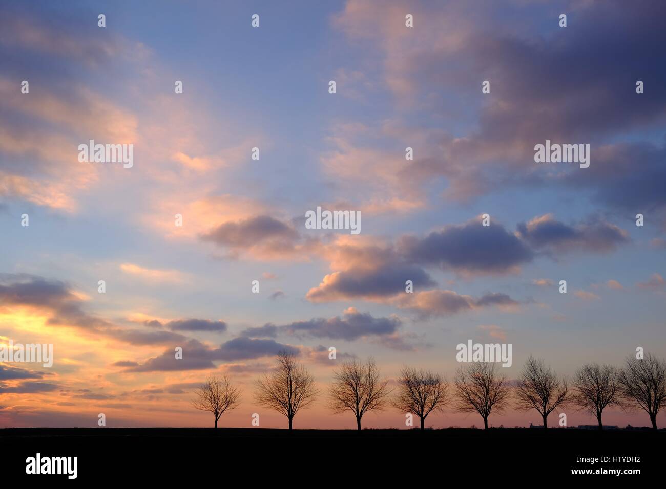 Row of trees hi-res stock photography and images - Alamy