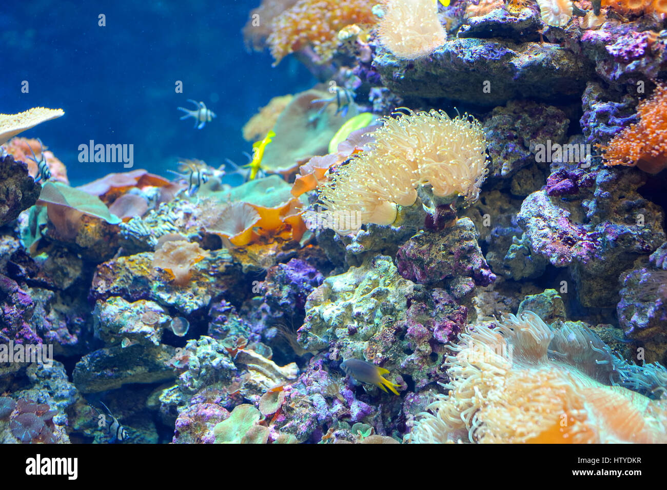 Colourful coral reef deep underwater Stock Photo - Alamy