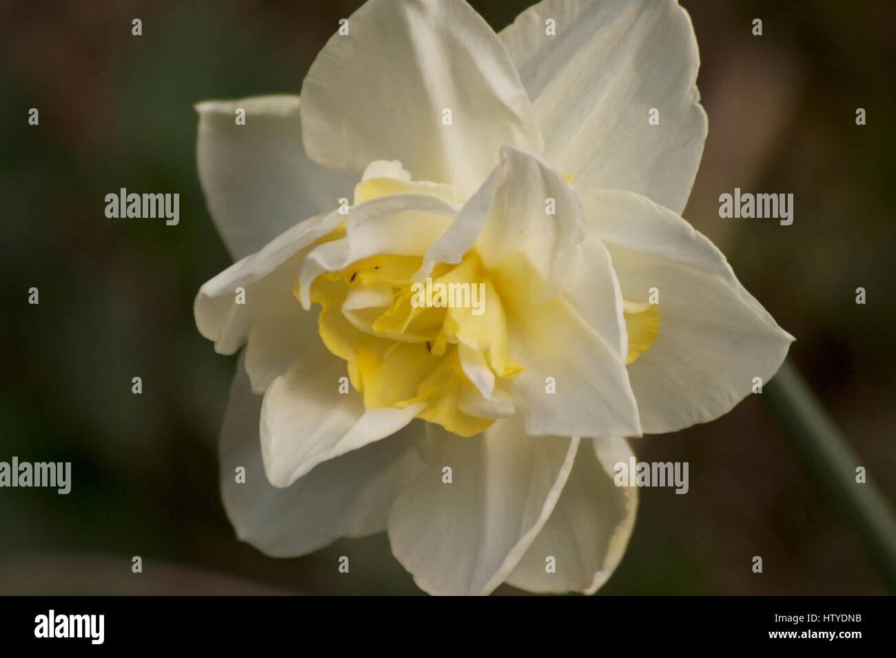 Dafodil hi-res stock photography and images - Alamy