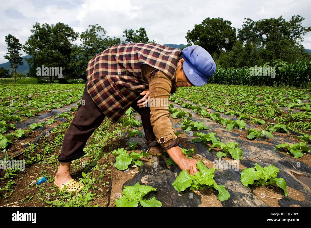 Chinese crops in asia hi-res stock photography and images - Alamy