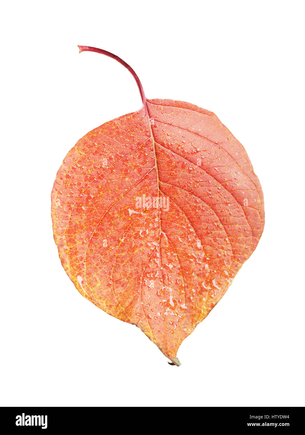 Single leaf isolated on white background Stock Photo - Alamy