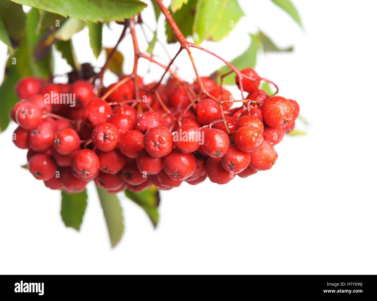 Bunch of red rowan isolated on white background Stock Photo - Alamy