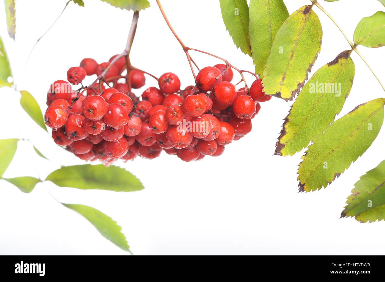 Bunch of red rowan isolated on white background Stock Photo - Alamy