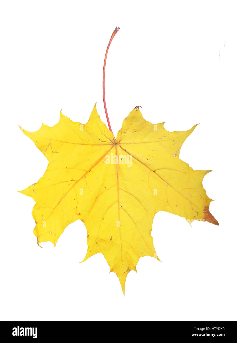 Maple leaf isolated on white background Stock Photo - Alamy