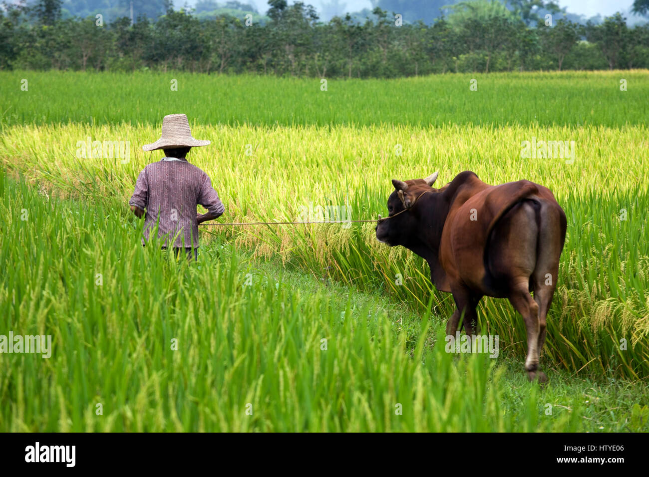 In China farmers still use cattle like buffalos or oxen instead of ...