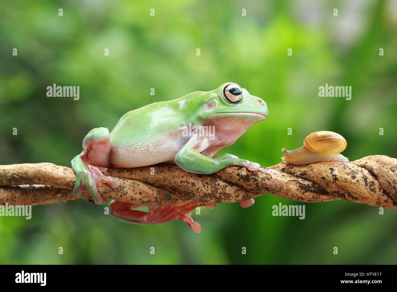 Dumpy frog and snail sitting on a branch, Indonesia Stock Photo - Alamy