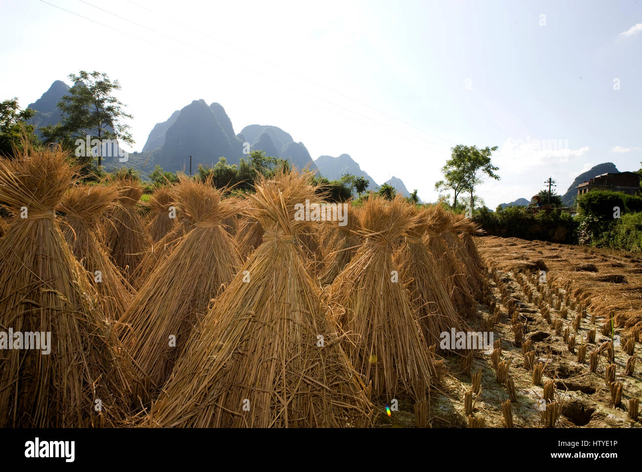 Drying rice plants hi-res stock photography and images - Alamy