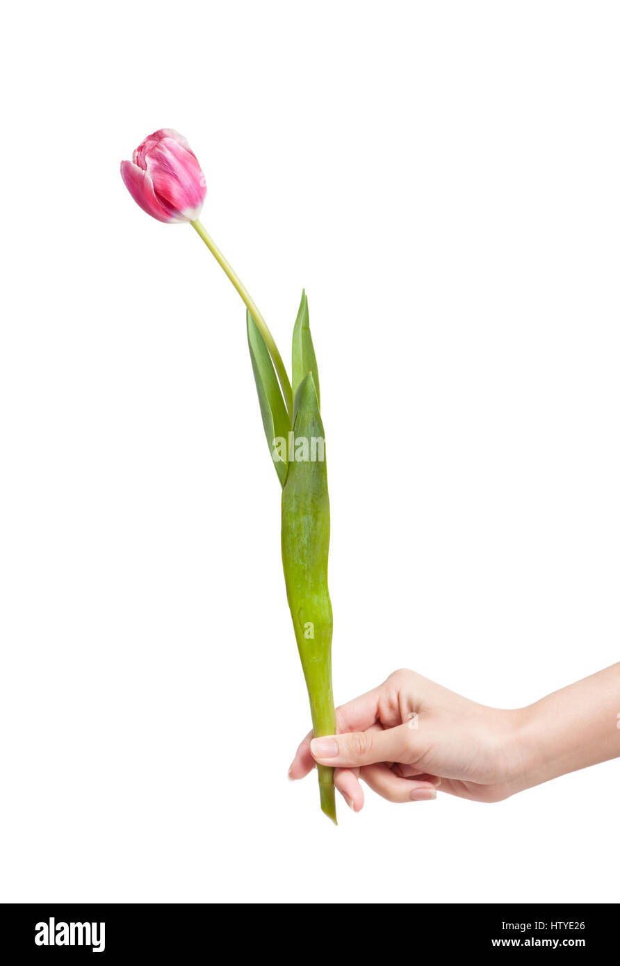 Tulip in female hand isolated on white background Stock Photo - Alamy