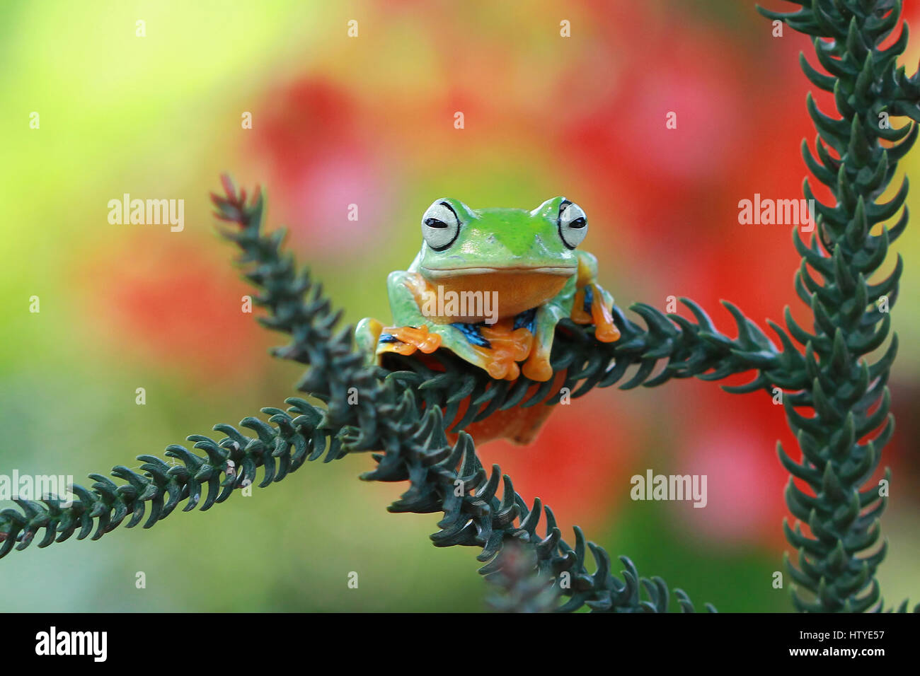 Javan tree frog hi-res stock photography and images - Alamy
