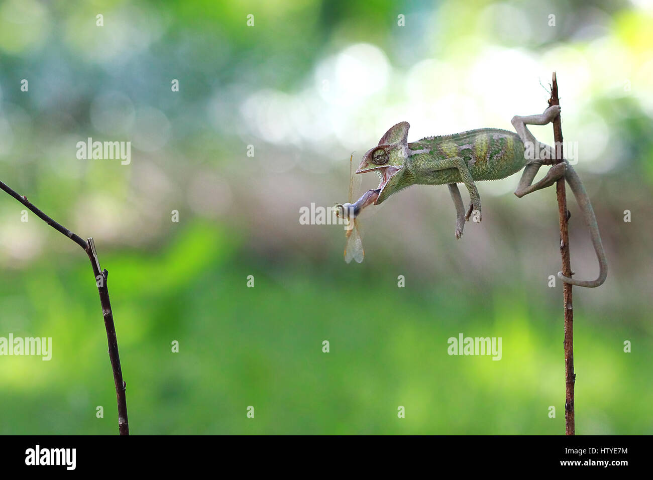 Chameleon catching an insect, Indonesia Stock Photo - Alamy
