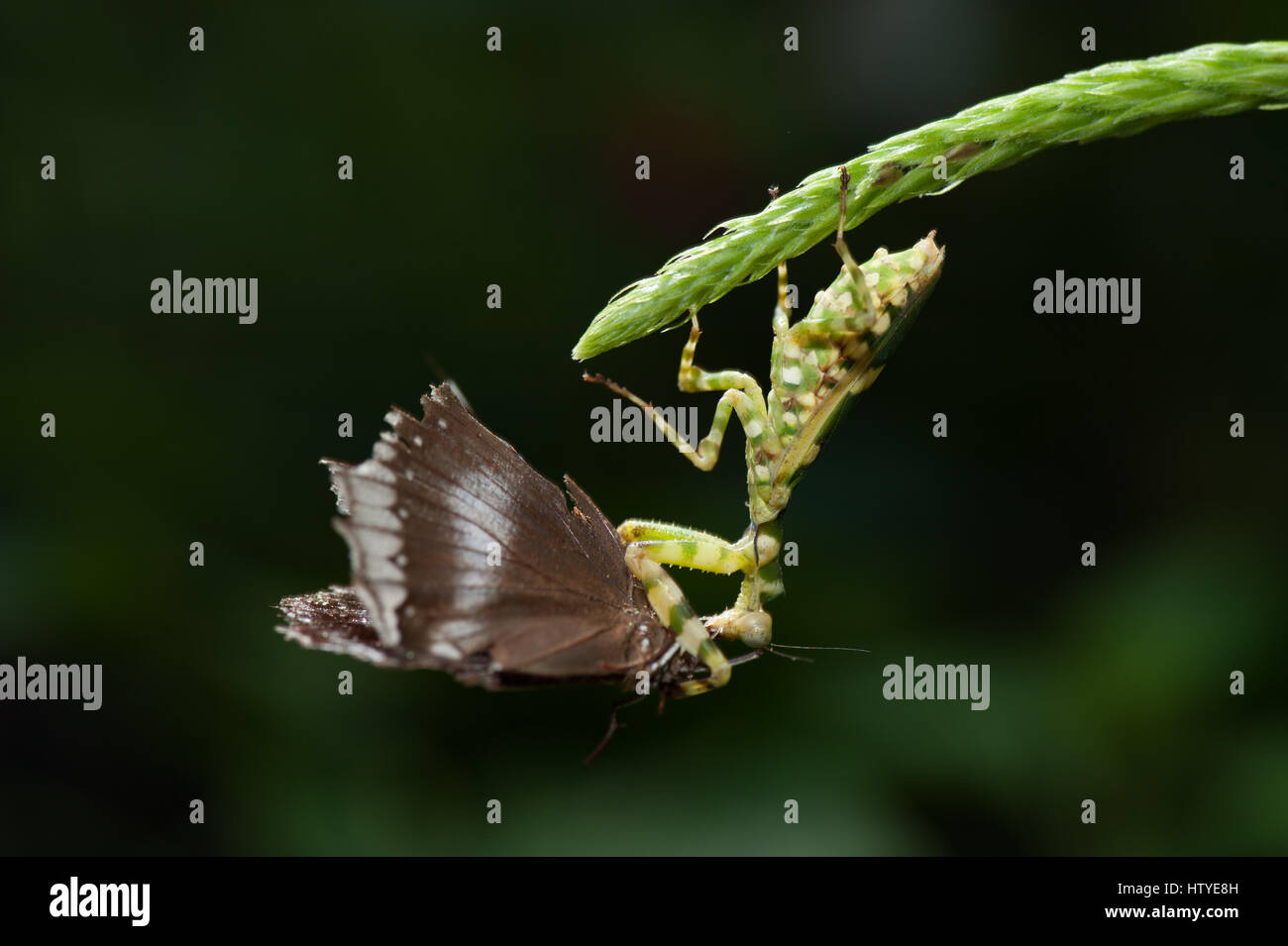 Mantis Feeding High Resolution Stock Photography and Images - Alamy