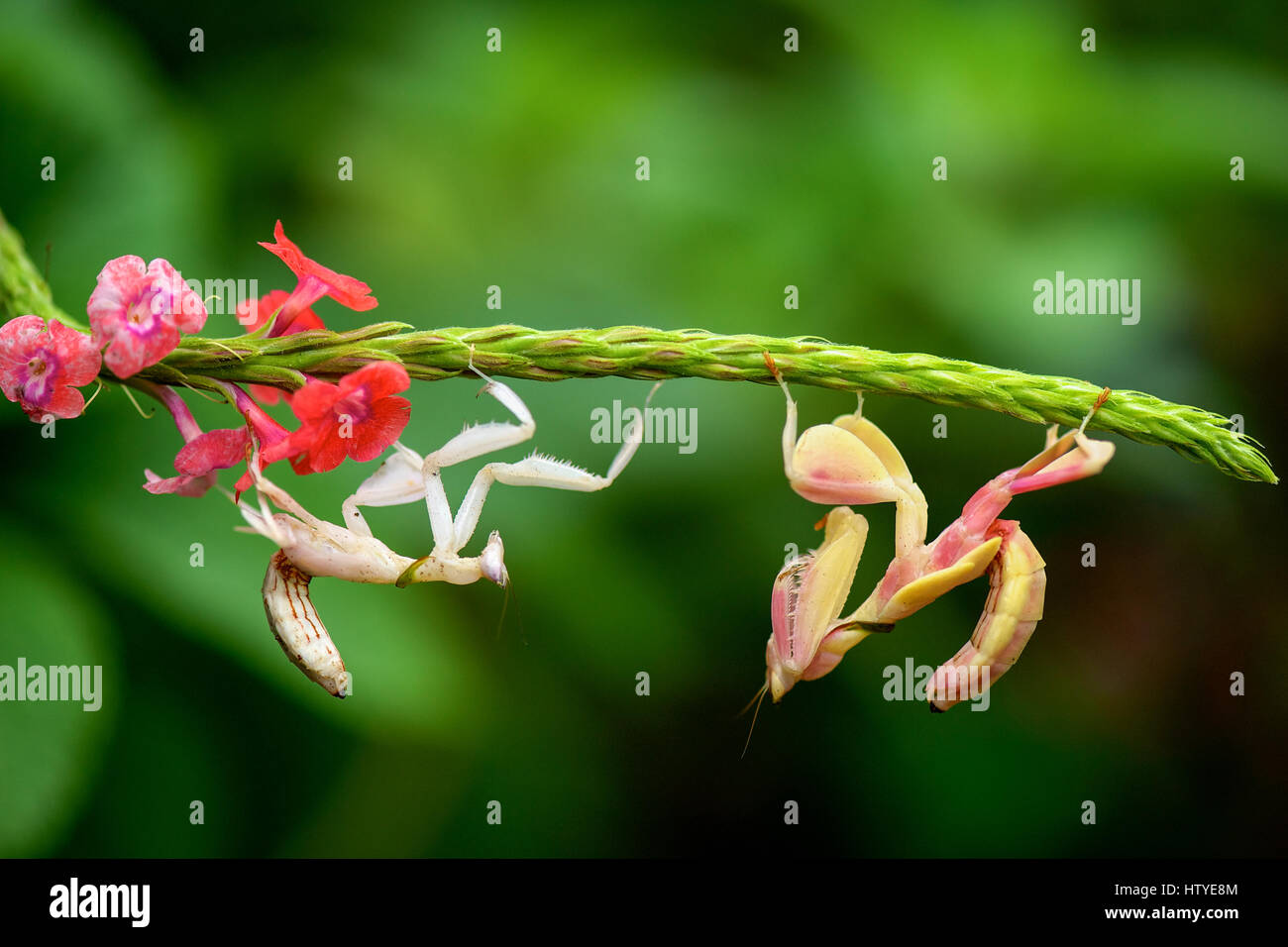 Two mantis insects on a plant, Teluk Bahang, Penang Stock Photo - Alamy