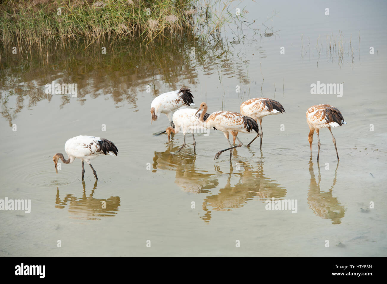 River wading birds hi-res stock photography and images - Alamy