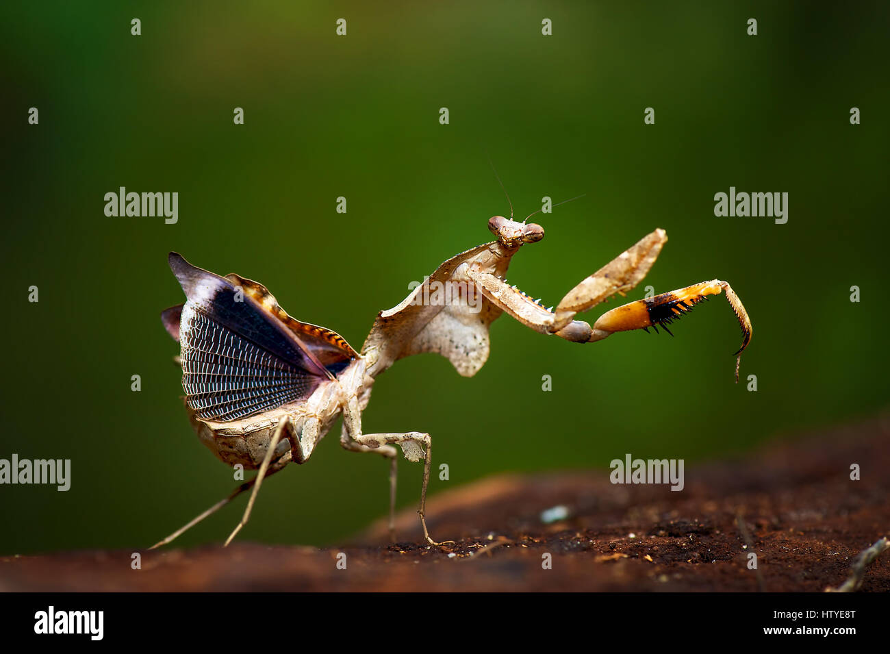 Portrait of a Praying Mantis, Teluk Bahang, Penang Stock Photo - Alamy